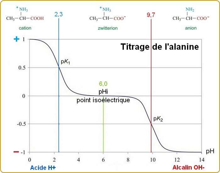 titrage acide aminé titrage acide aminé